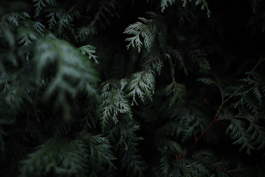 Hinoki Bath Products: 12 Japanese Cypress Favorites - Slow Soak